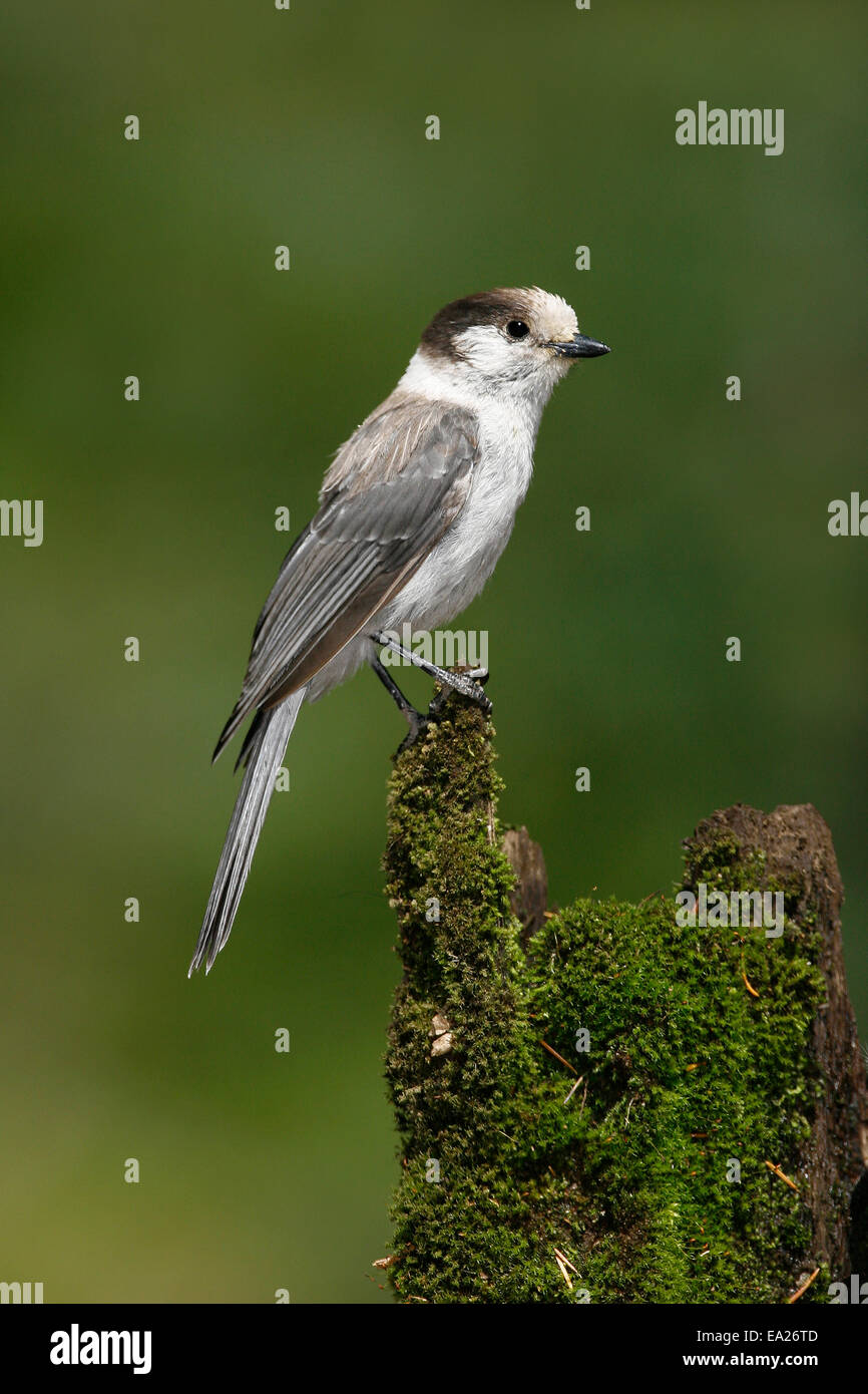 Gray Jay - Perisoreus canadensis Stock Photo - Alamy