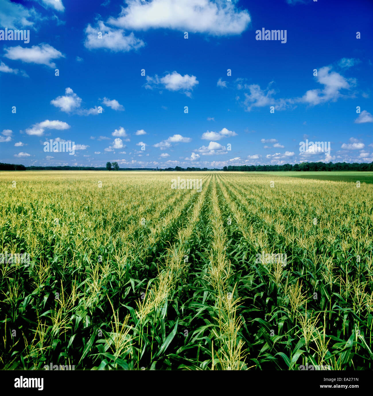 Tasseling hi-res stock photography and images - Alamy