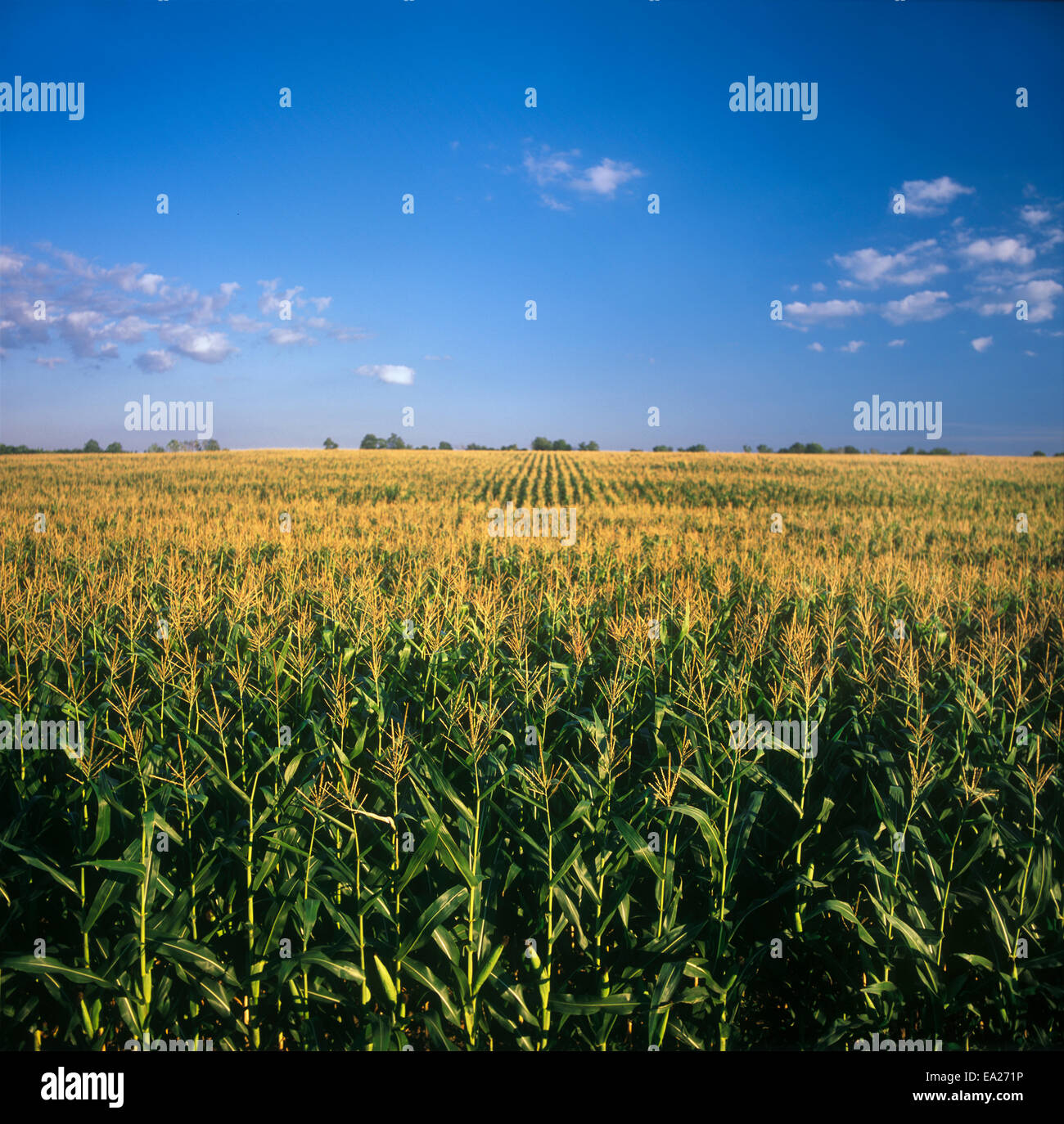 Agriculture - Large field of mid growth fully tasseled grain corn ...