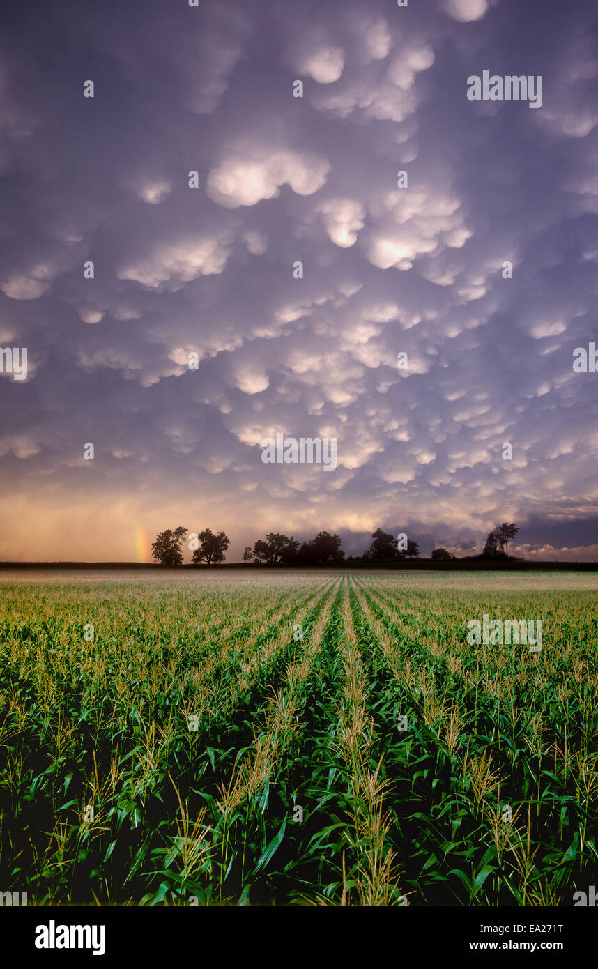 Unusual farming hi-res stock photography and images - Alamy