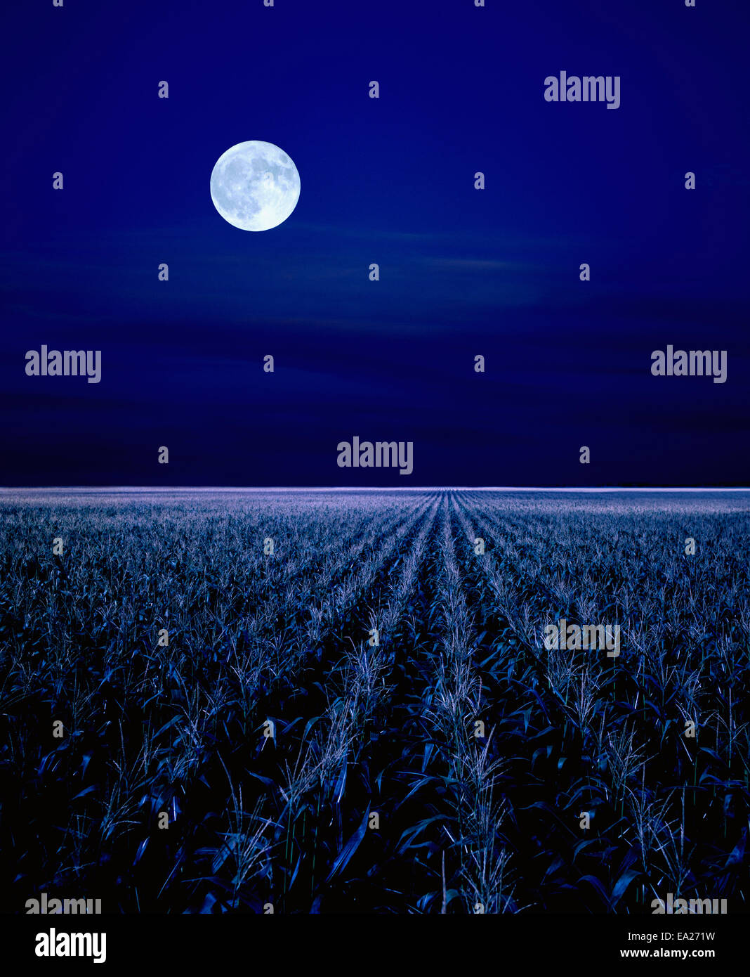 Agriculture - Field of mid growth fully tasseled grain corn plants at ...