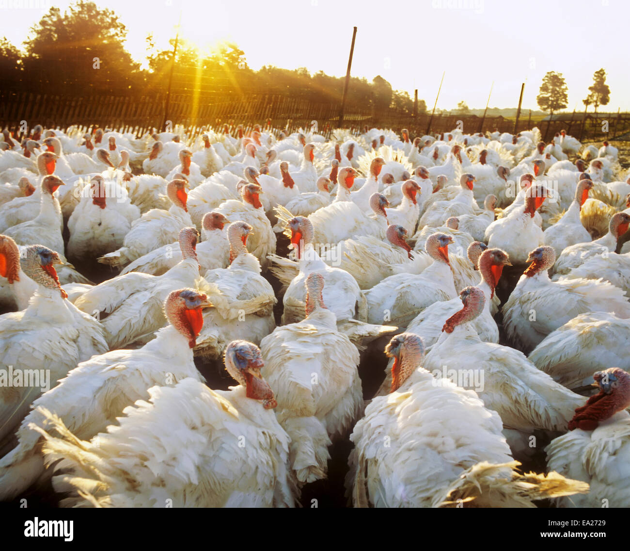 Mature turkeys hi-res stock photography and images - Alamy