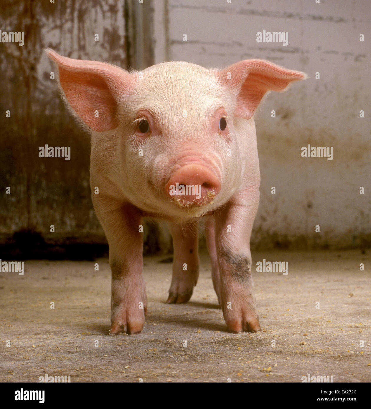 Livestock - Front view of an immature pig (swine) in a confinement ...