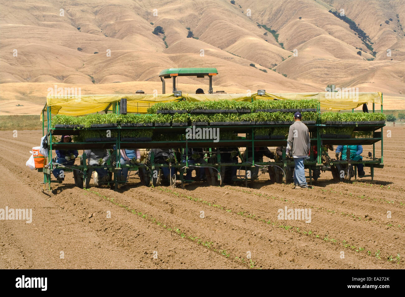 Farm tractor in tomato field hi-res stock photography and images - Alamy