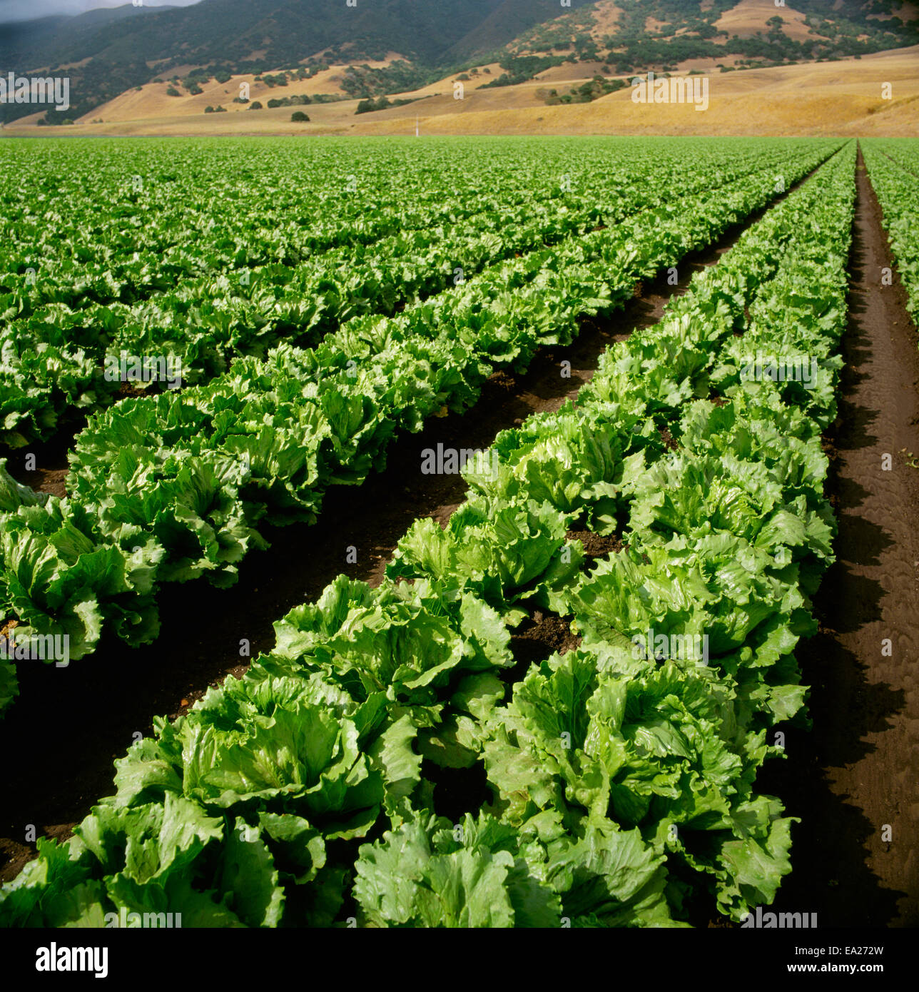 Agriculture - Mid-growth Iceberg lettuce field in early morning light ...