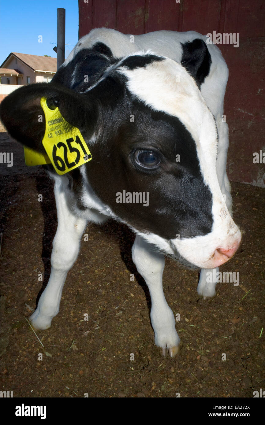 Livestock - Closeup of a young Holstein calf in a pen at a dairy ...