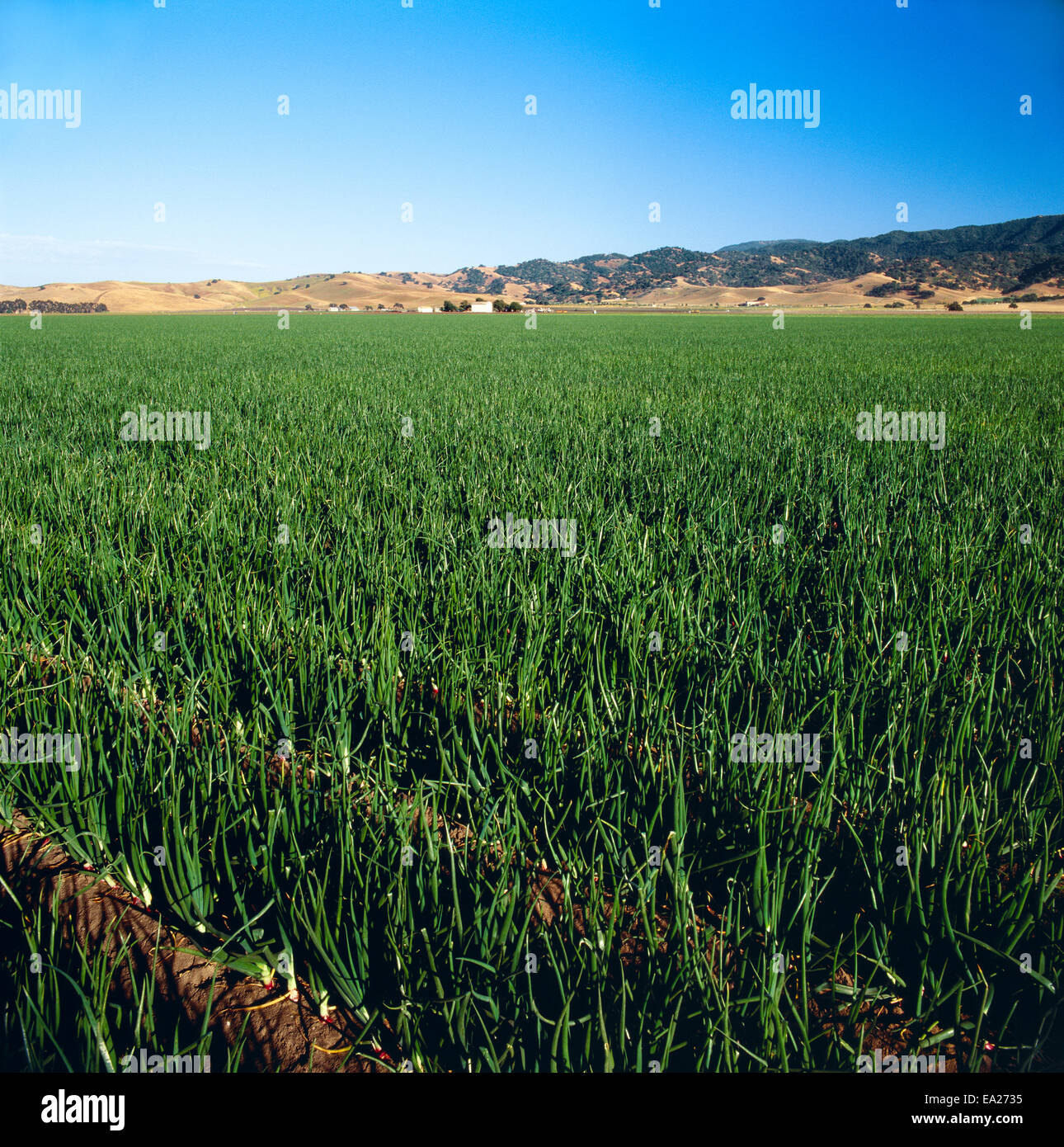 Mid growth onion field hi-res stock photography and images - Alamy