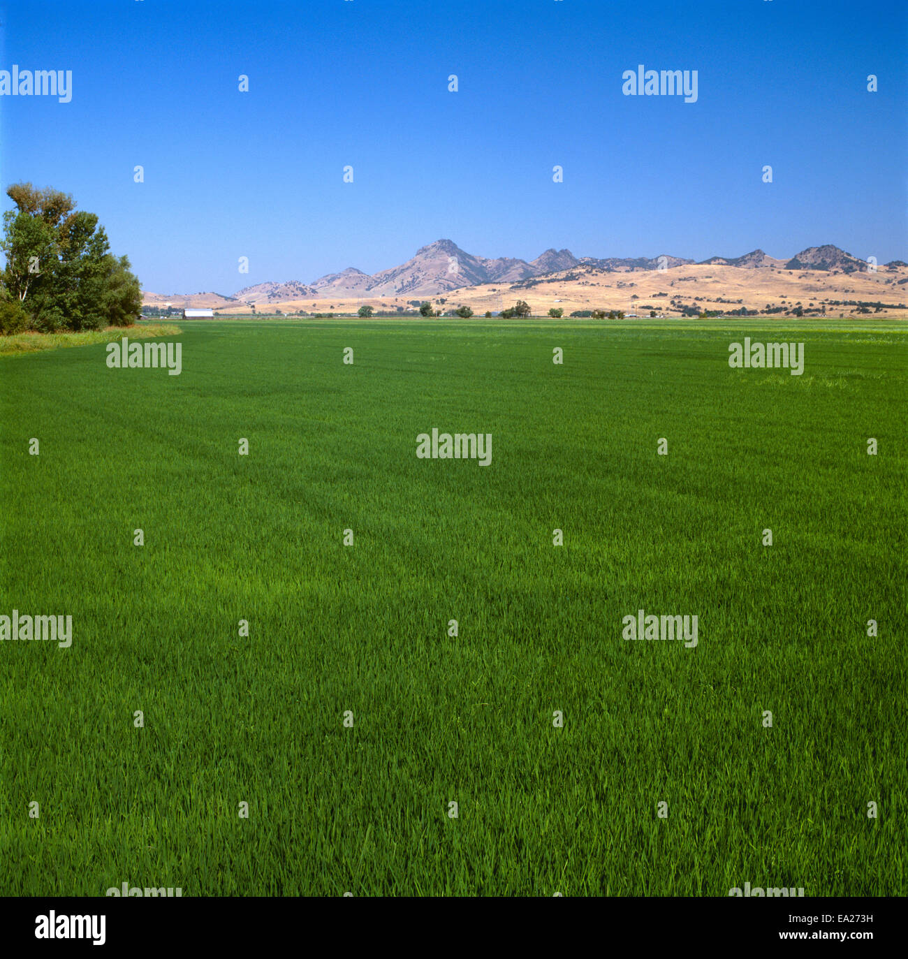 Early season rice field prior to the rice plants heading out; Sutter ...