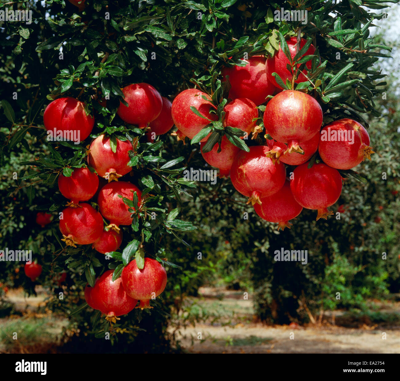 Agriculture - Mature, harvest ready pomegranates on the tree / Kings ...