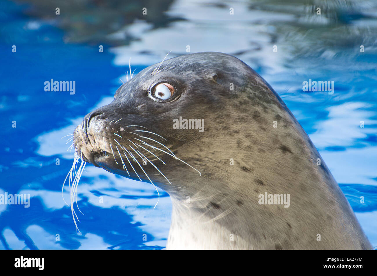 Seal in the pool hi-res stock photography and images - Alamy