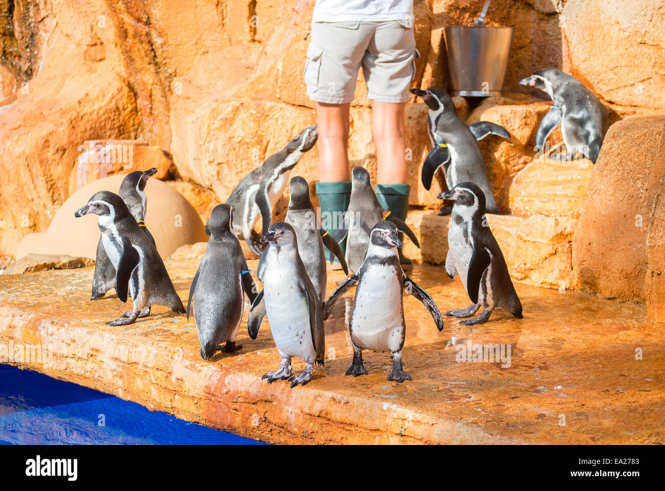 Penguin eating fish hi-res stock photography and images - Alamy