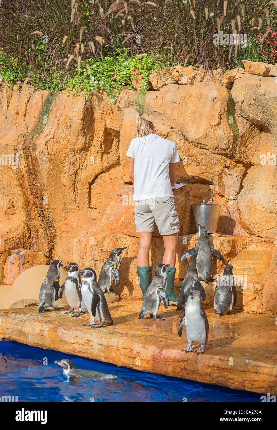 Small pinguin hi-res stock photography and images - Alamy