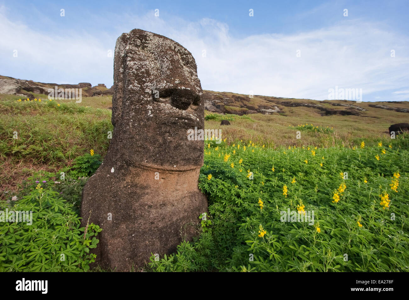 Moai By The Quarry In The Crater Of Rano Raraku Volcano, Rapa Nui ...