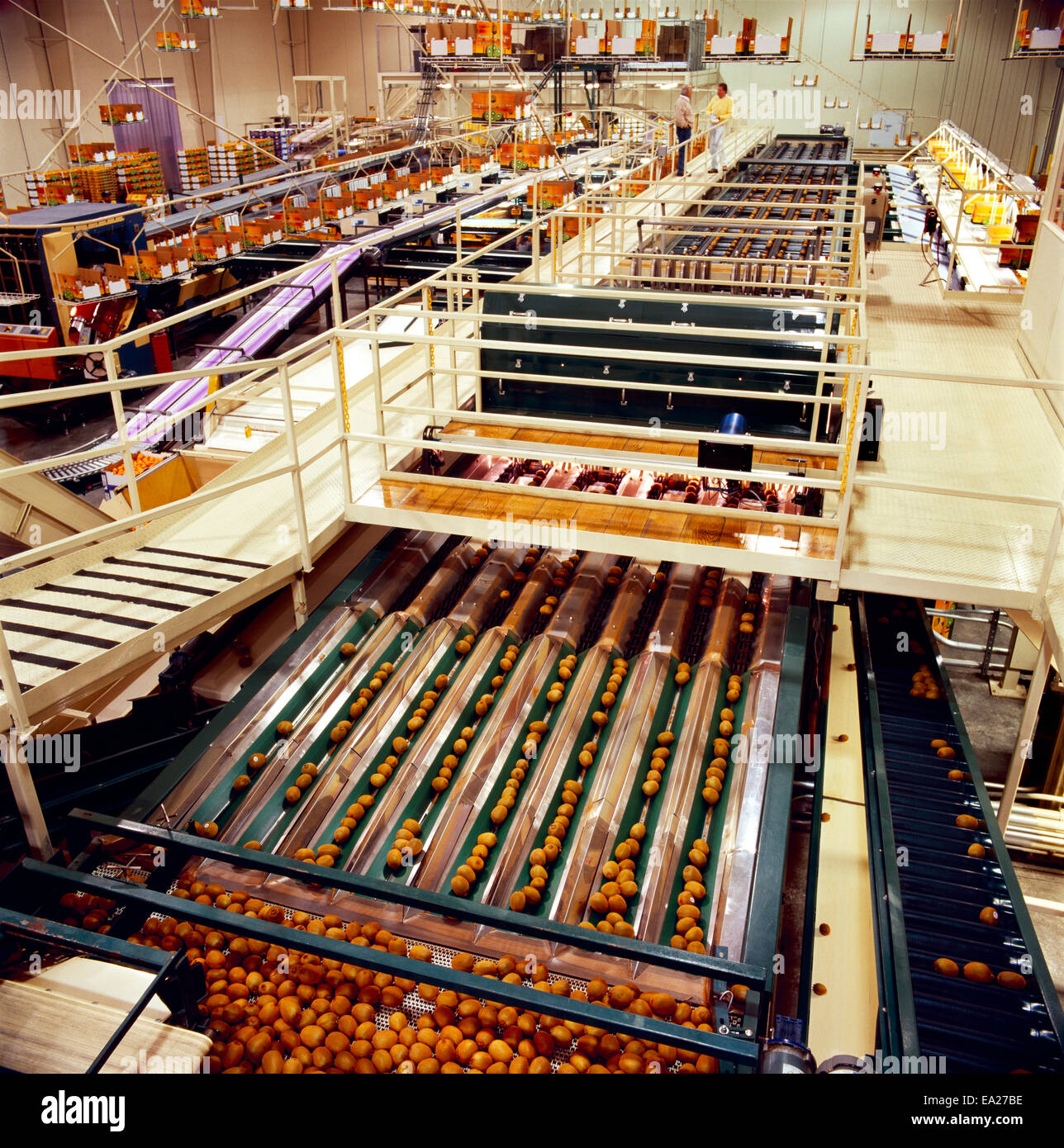 Agriculture - Kiwi packing plant / Bakersfield, California, USA Stock ...