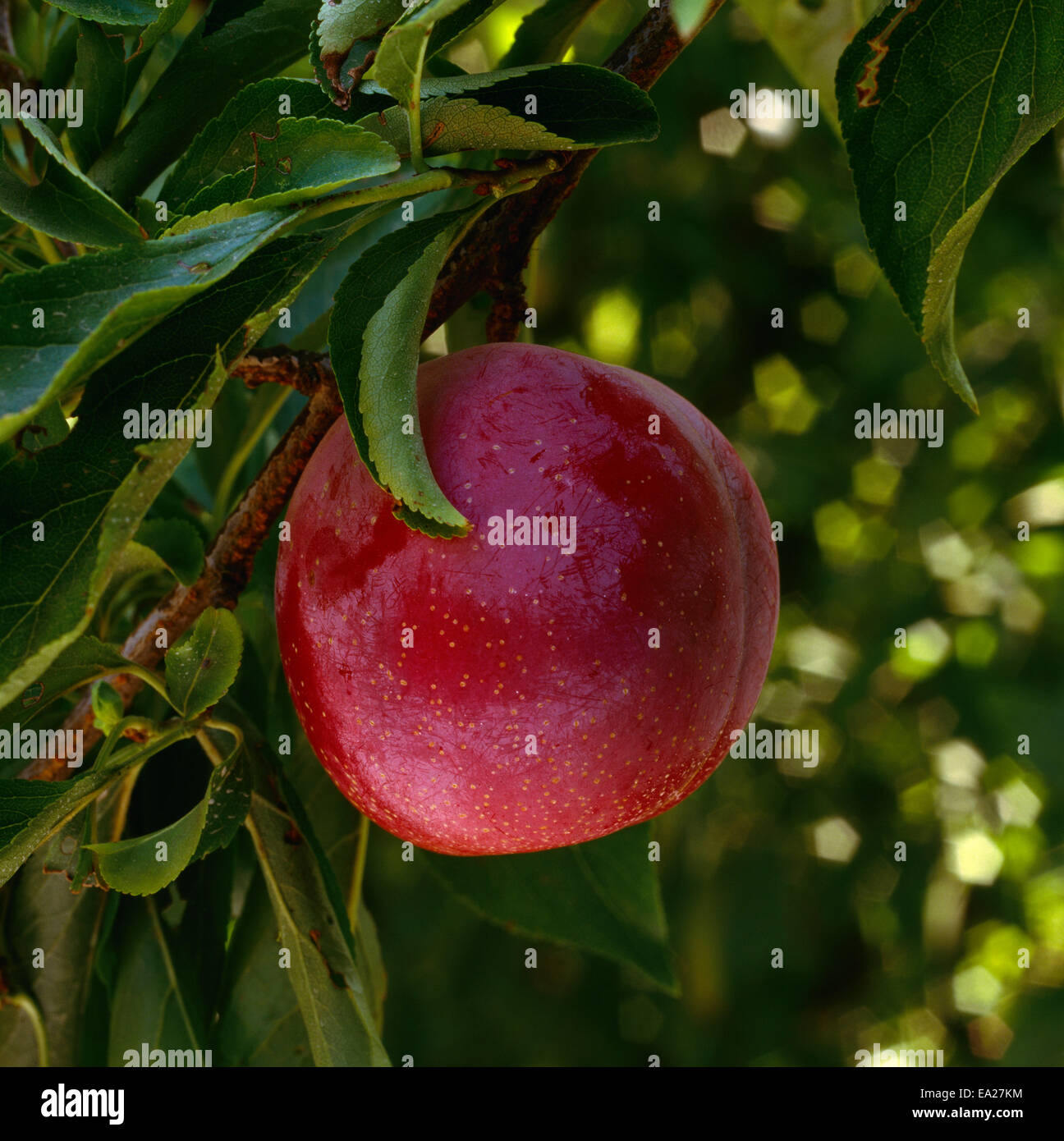Casselman hi-res stock photography and images - Alamy