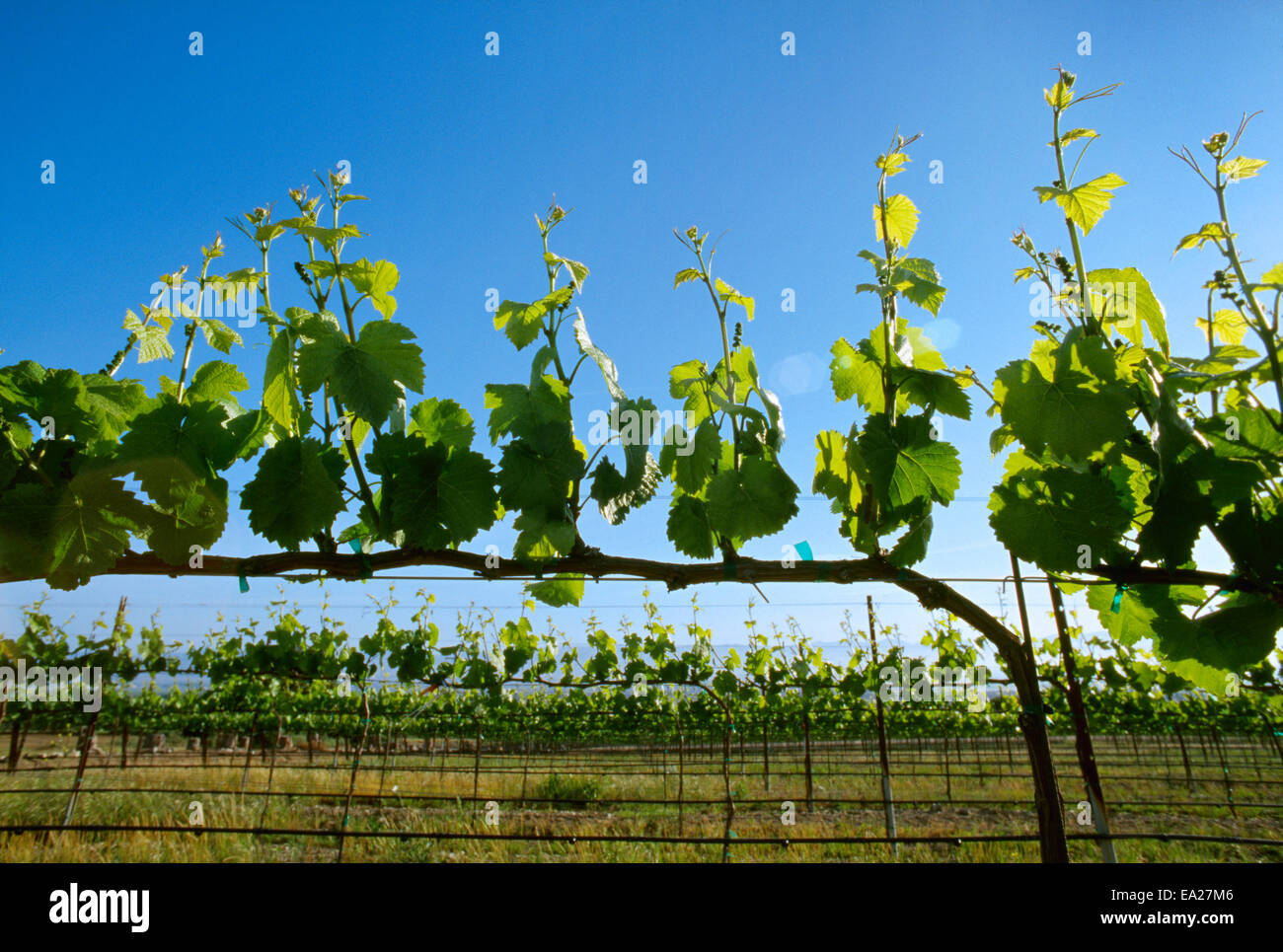 Wine grape vineyard with early Spring foliage growth and immature grape ...
