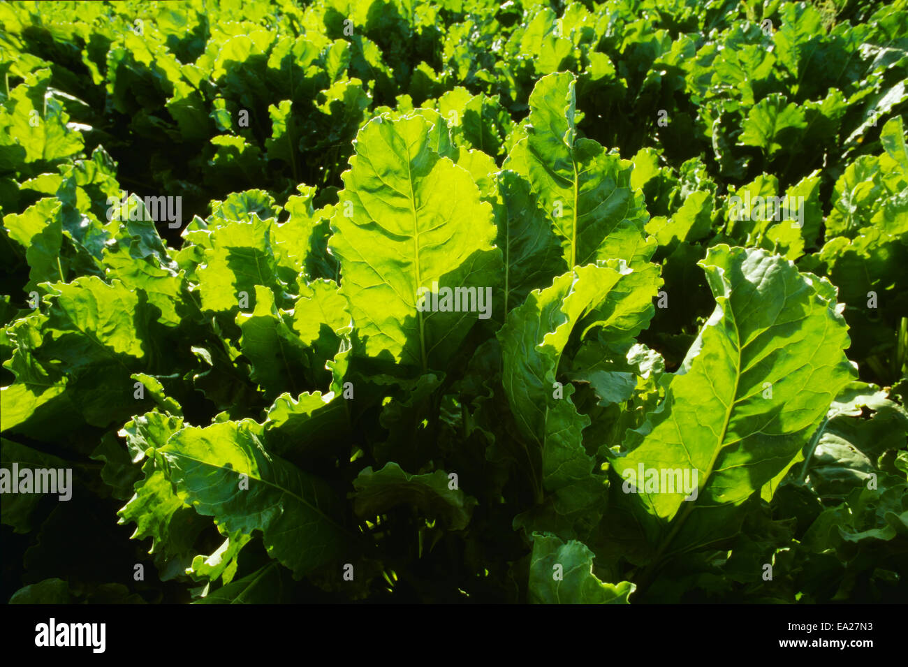Agriculture - Backlit sugar beet plant foliage in afternoon light ...