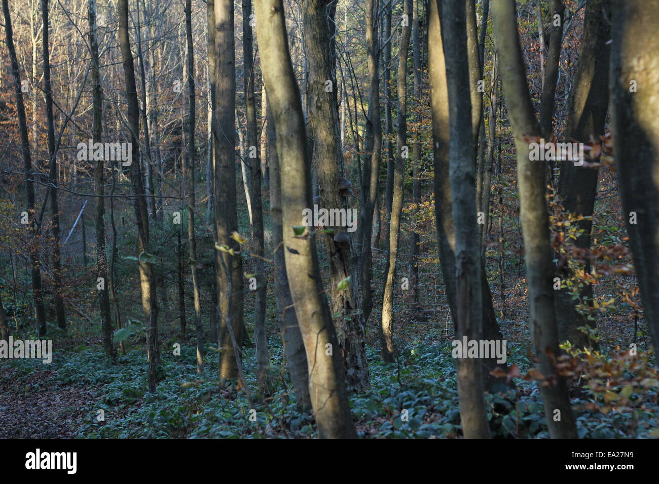 Autumn forest landscape Stock Photo - Alamy