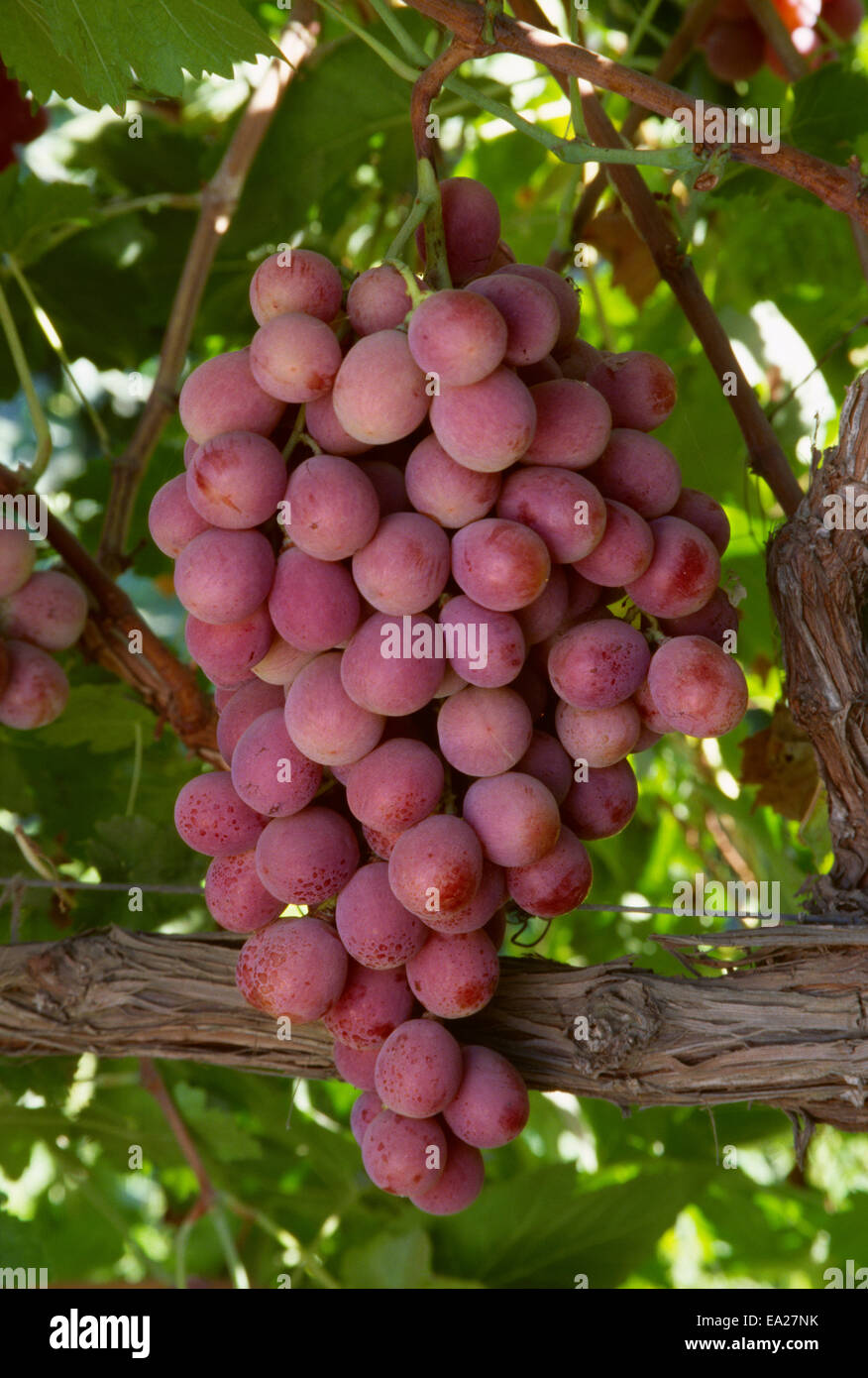 Agriculture - Mature Red Globe table grapes on the vine / San Joaquin ...