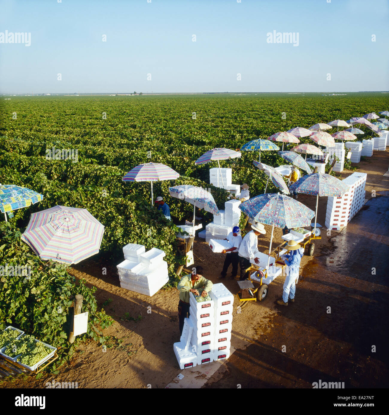Agriculture - Field workers harvest and pack Thompson seedless table ...
