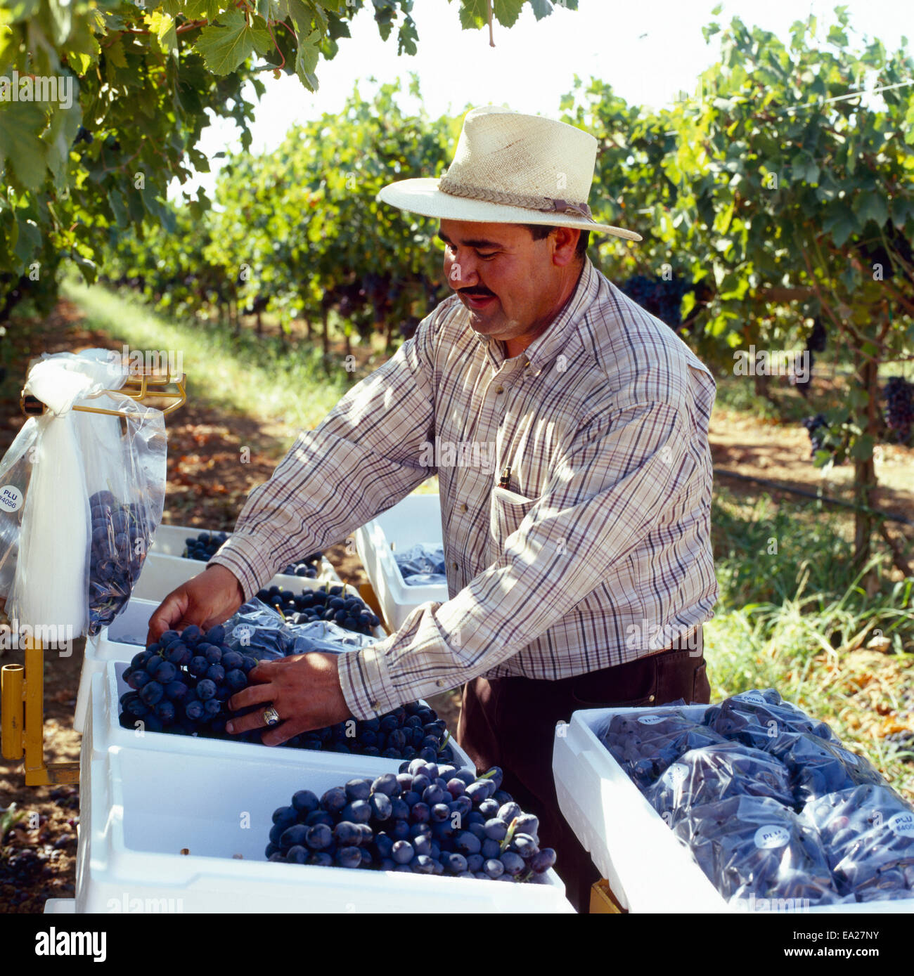 A field worker packs Ruby Seedless table grapes into shipping boxes in ...