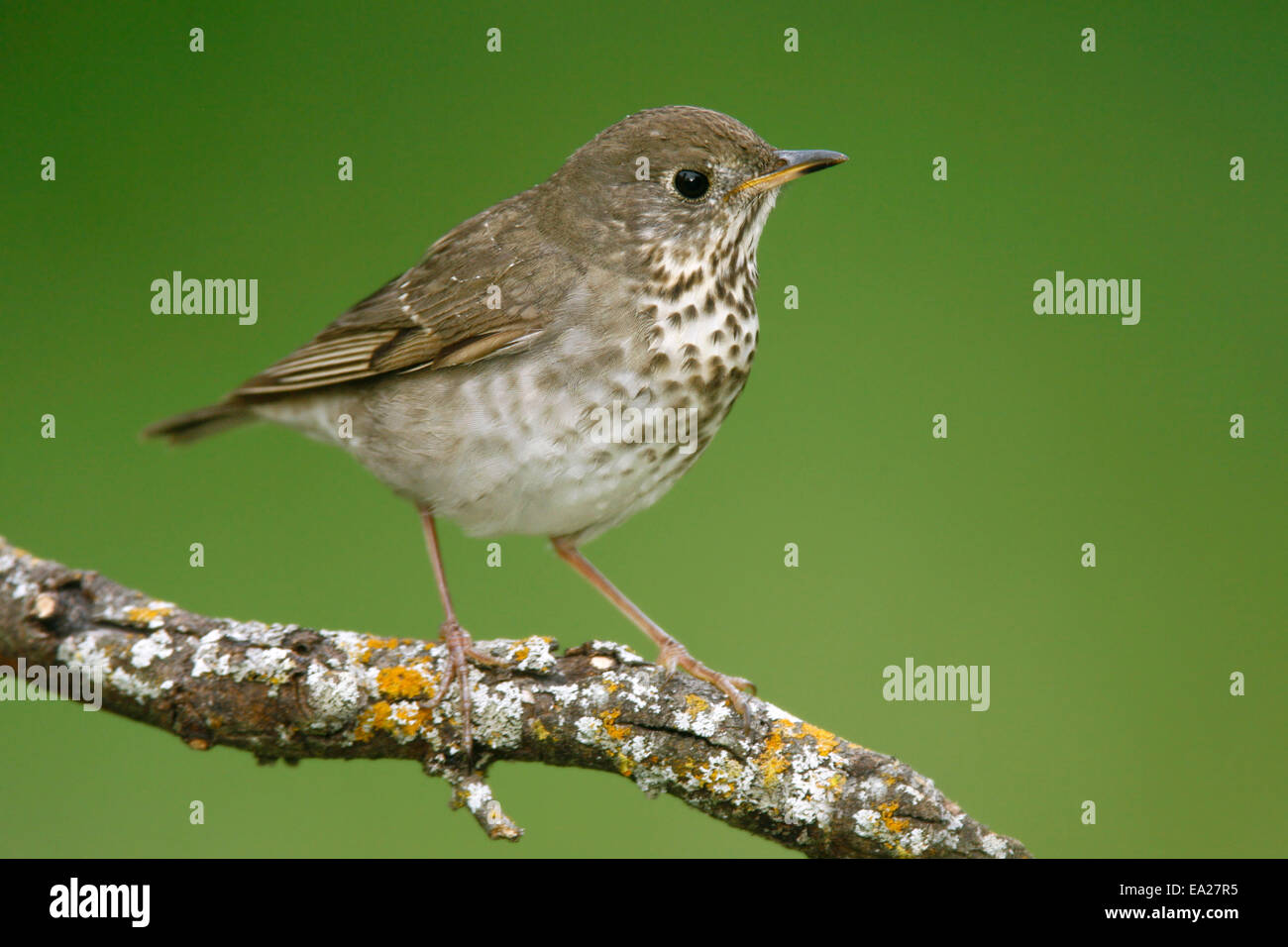 Gray-cheeked Thrush - Catharus minimus Stock Photo - Alamy