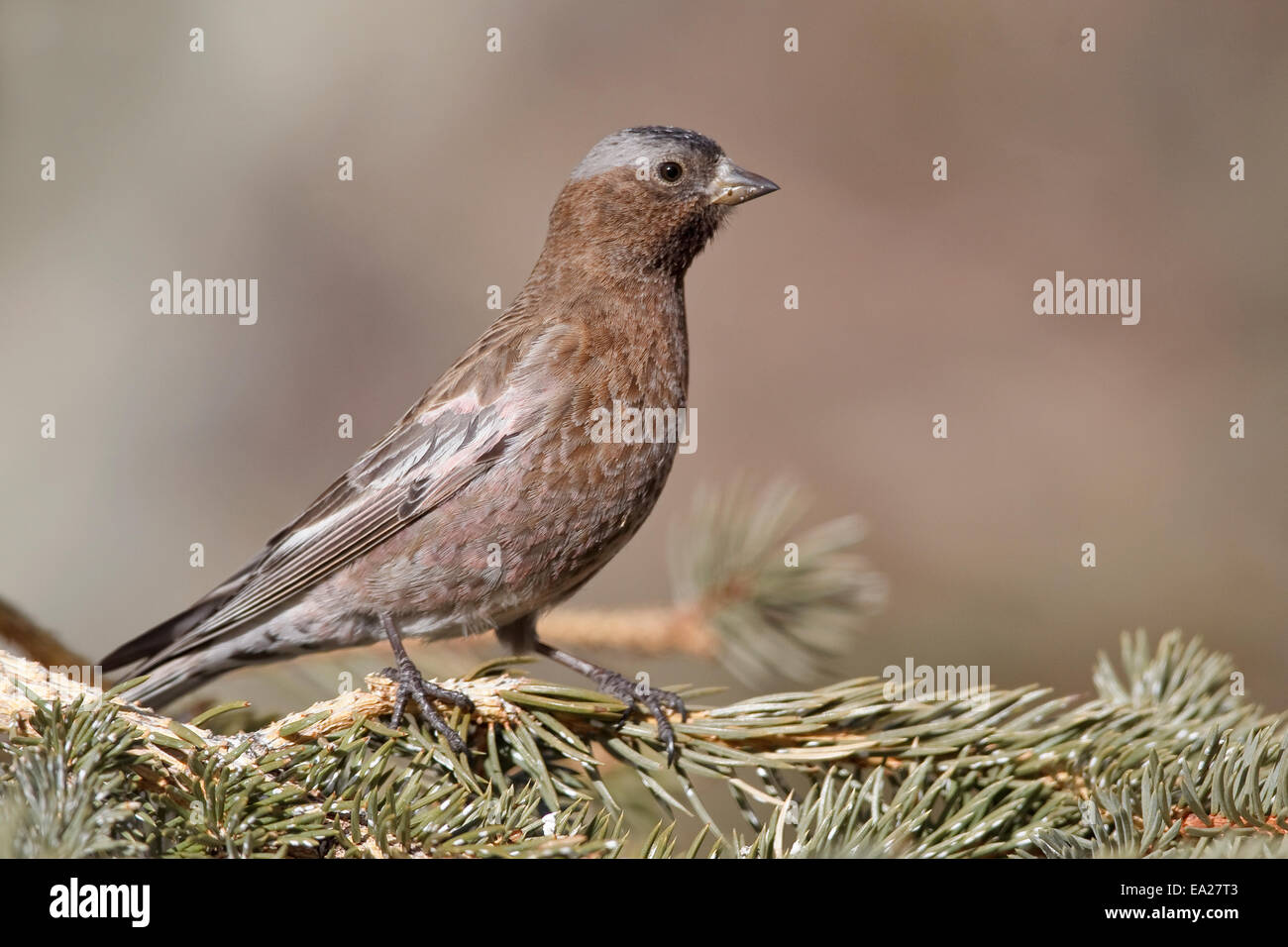 Rosy finch hi-res stock photography and images - Alamy