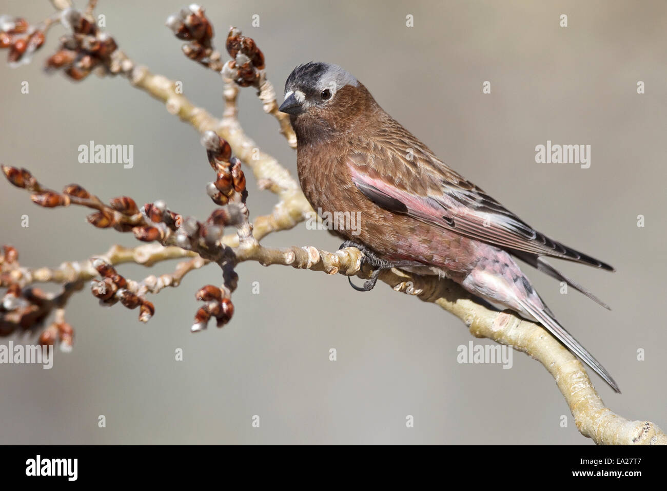 Rosy finch hi-res stock photography and images - Alamy