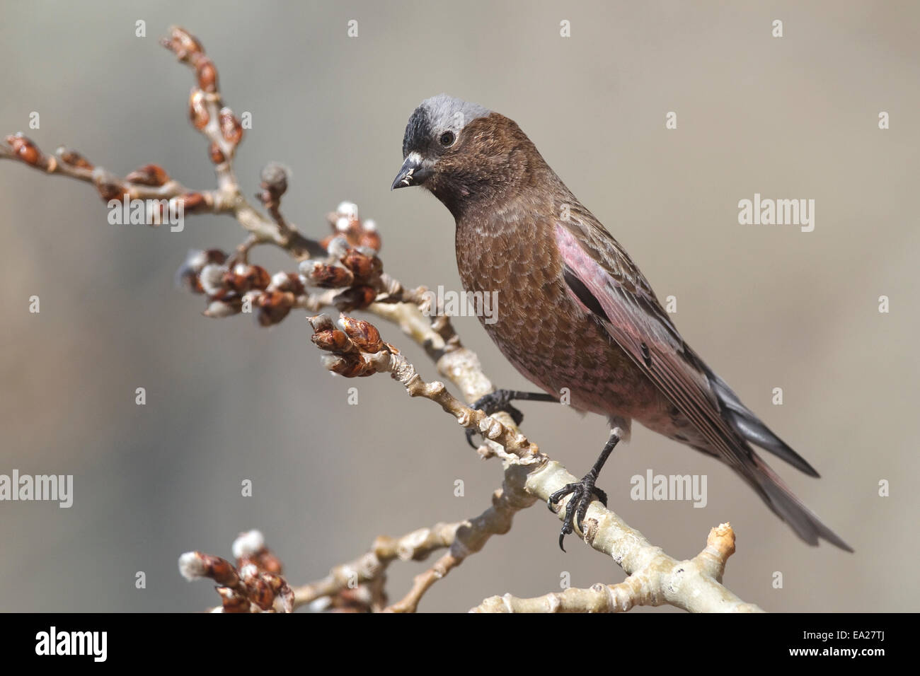 Rosy finch hi-res stock photography and images - Alamy
