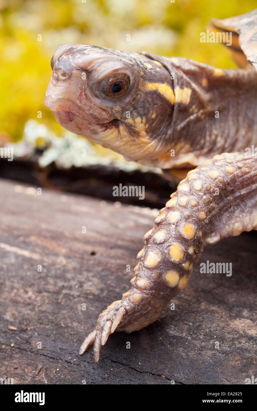 Box turtle, burrow hi-res stock photography and images - Alamy