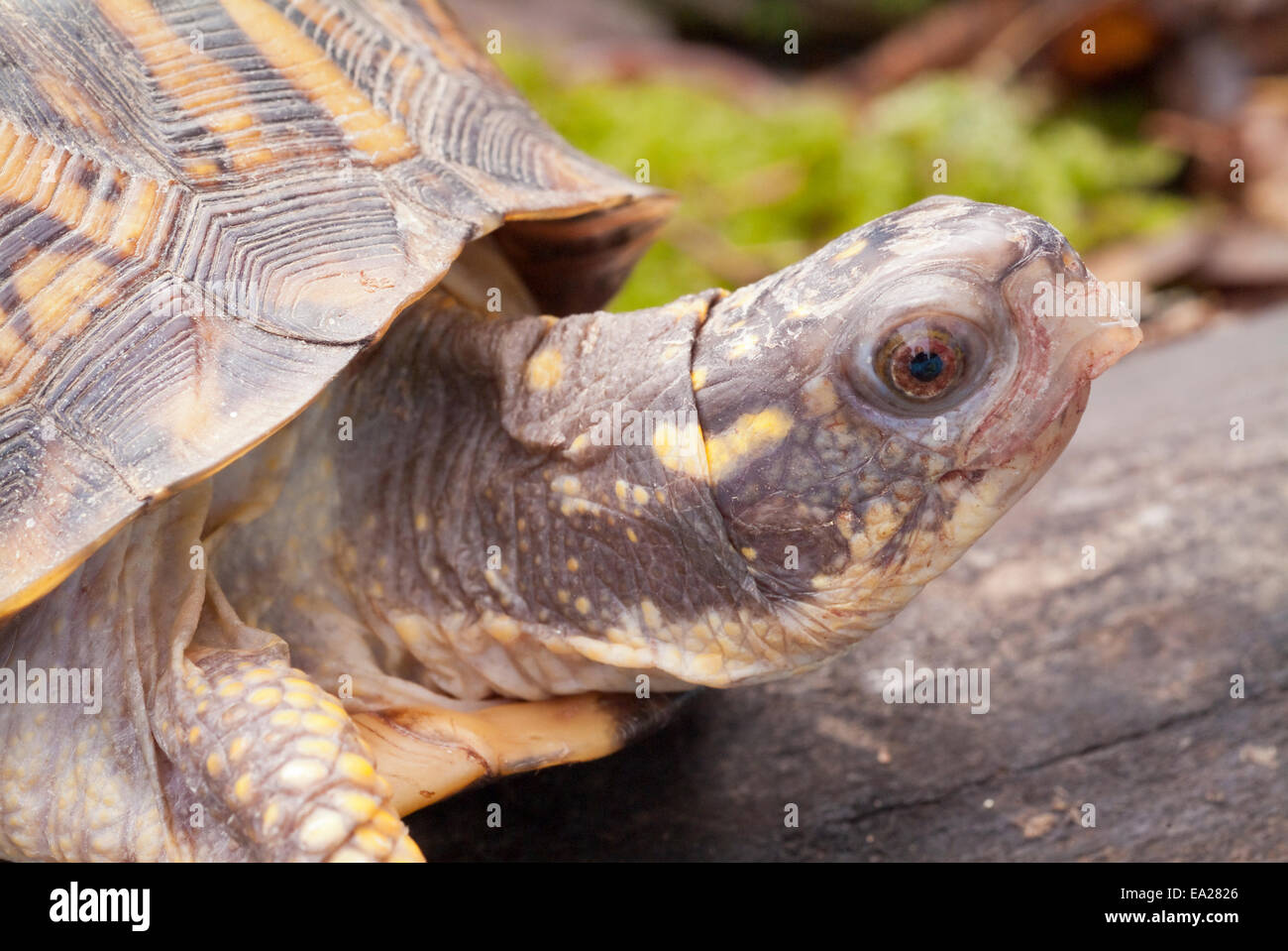 Box turtle, burrow hi-res stock photography and images - Alamy