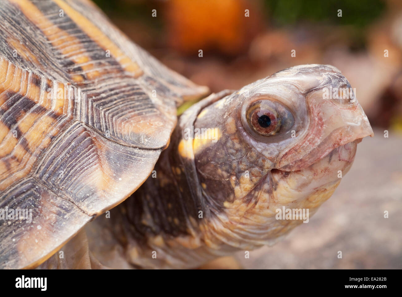 Box turtle, burrow hi-res stock photography and images - Alamy