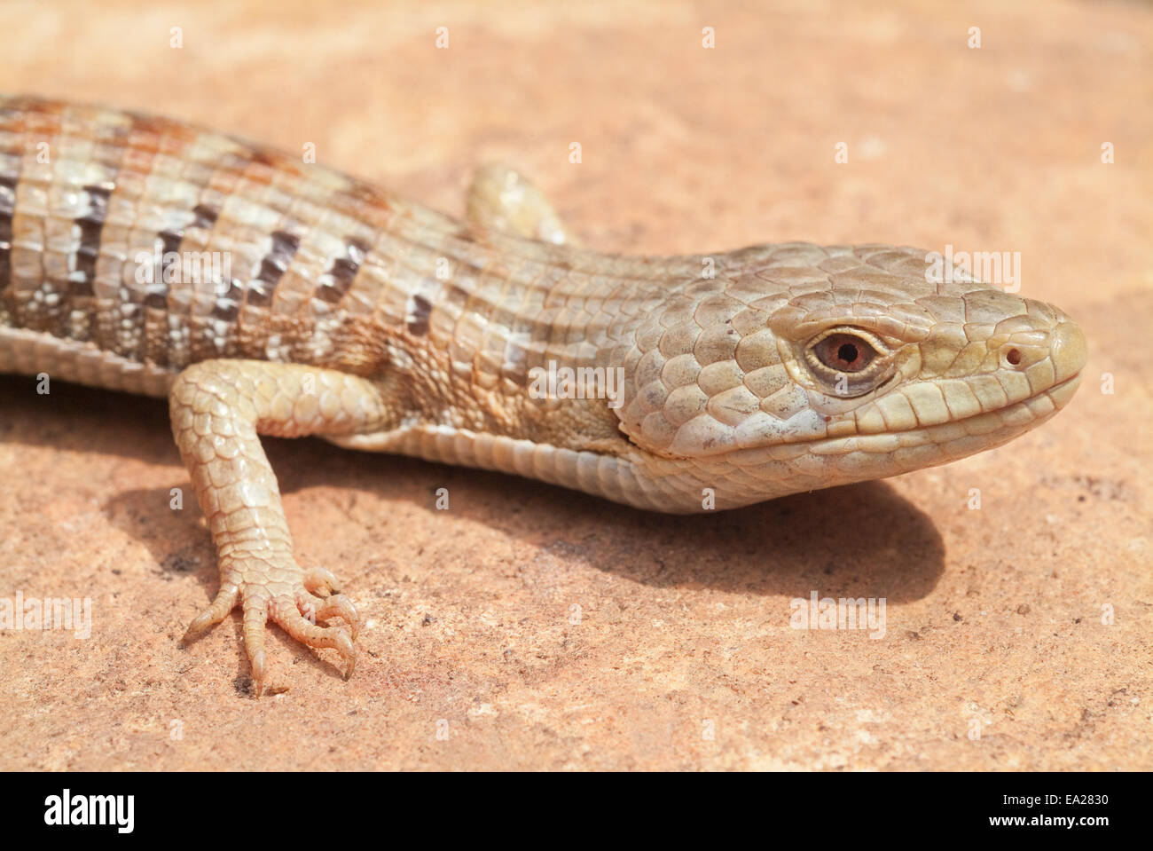 Southern alligator lizard, Elgaria multicarinata, native to Pacific ...