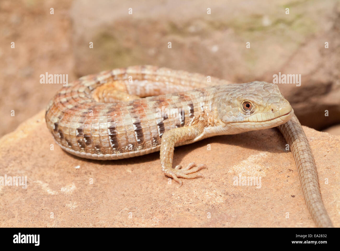 Southern alligator lizard, Elgaria multicarinata, native to Pacific ...