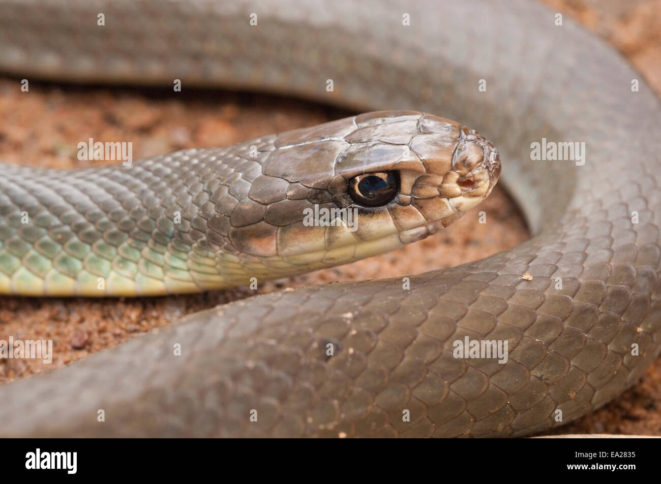 Blue racer snake hi-res stock photography and images - Alamy