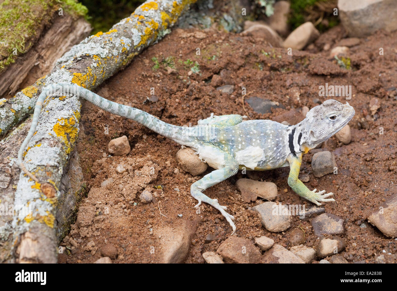 Lizard Native To Mexico And Central America High Resolution Stock ...