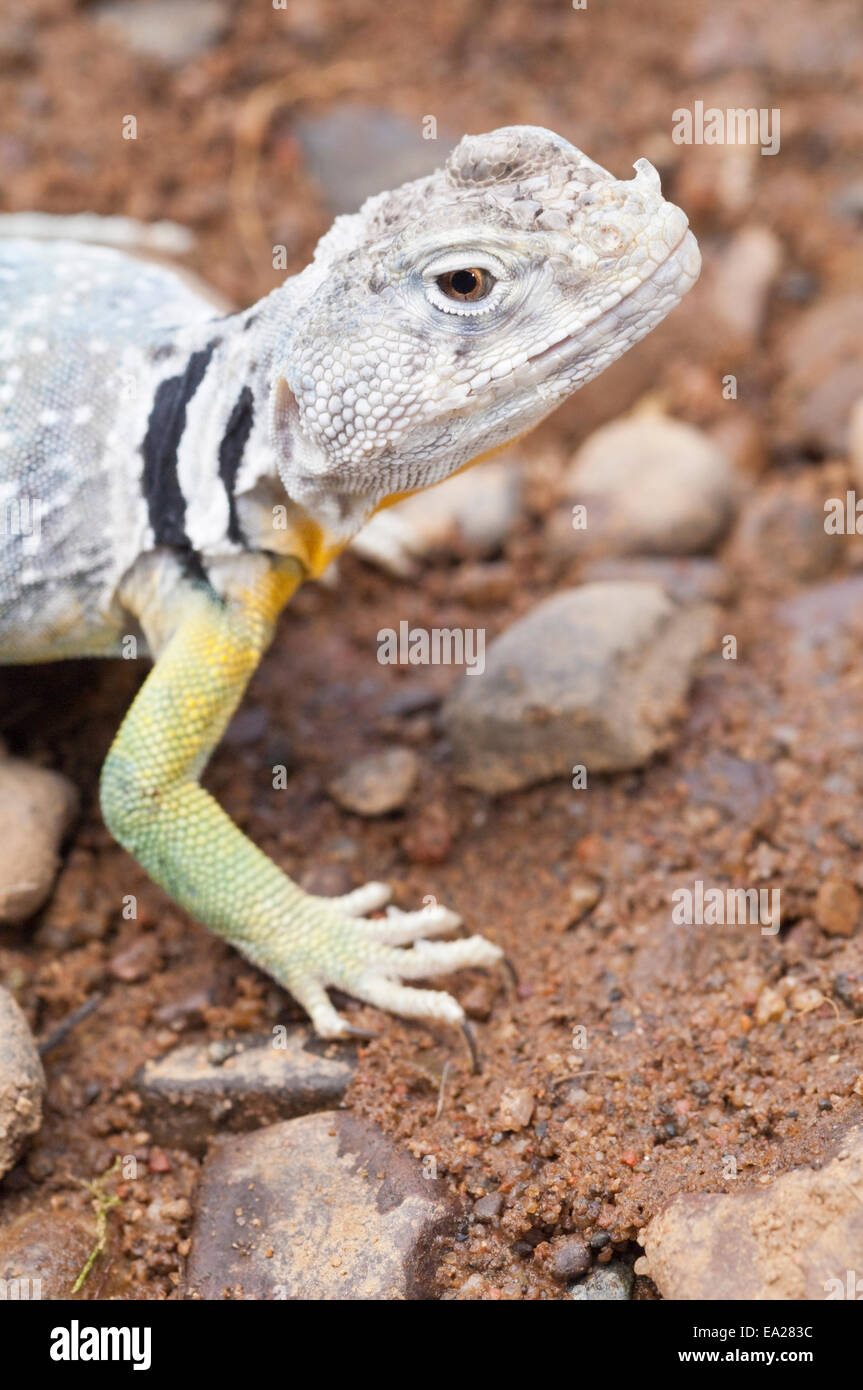 Lizard native to mexico and central america hi-res stock photography ...