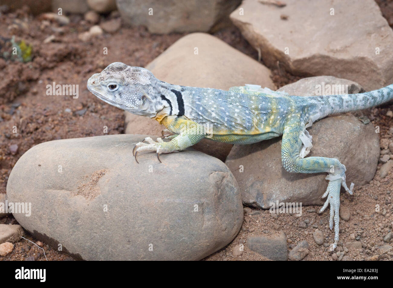 Lizard native to mexico and central america hi-res stock photography ...