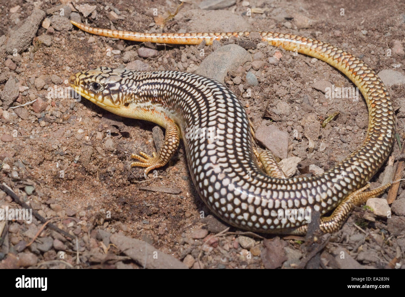 Great Plains skink, Plestiodon/Eumeces obsoletus,endemic to North ...