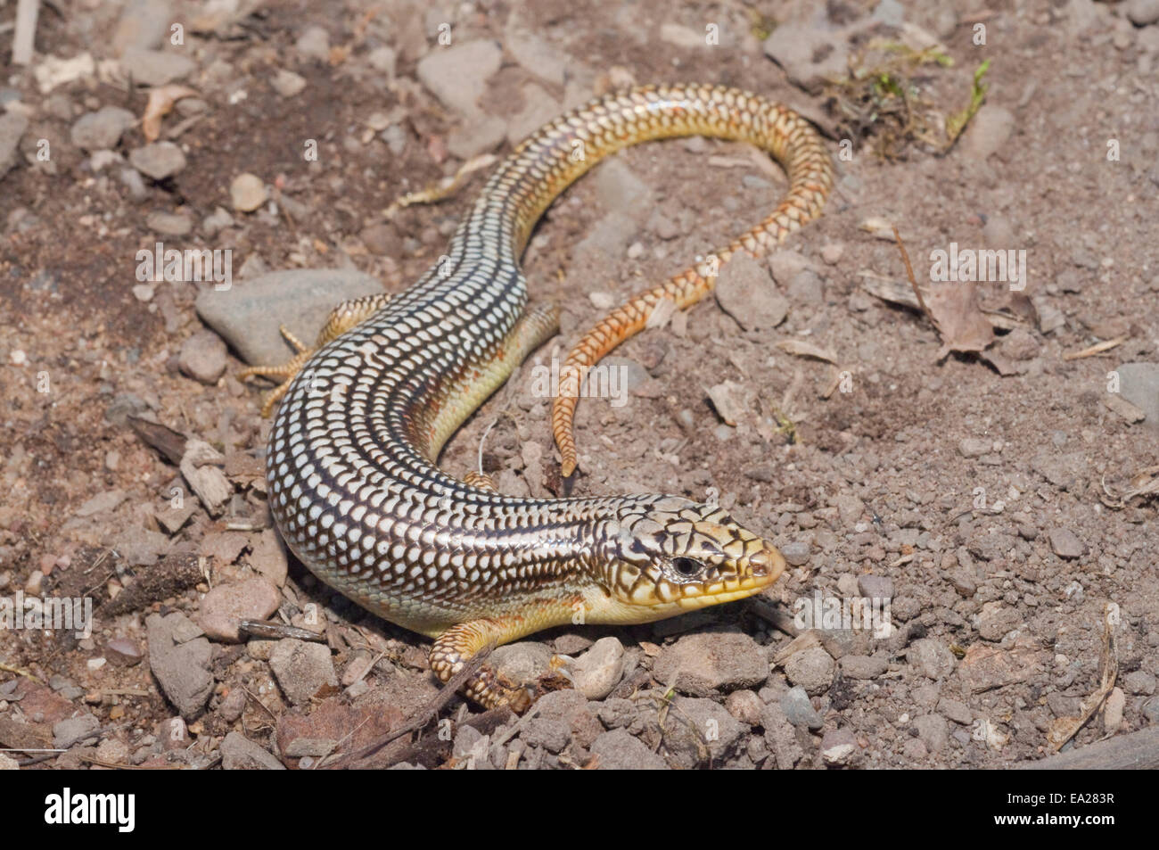 Great Plains skink, Plestiodon/Eumeces obsoletus,endemic to North ...