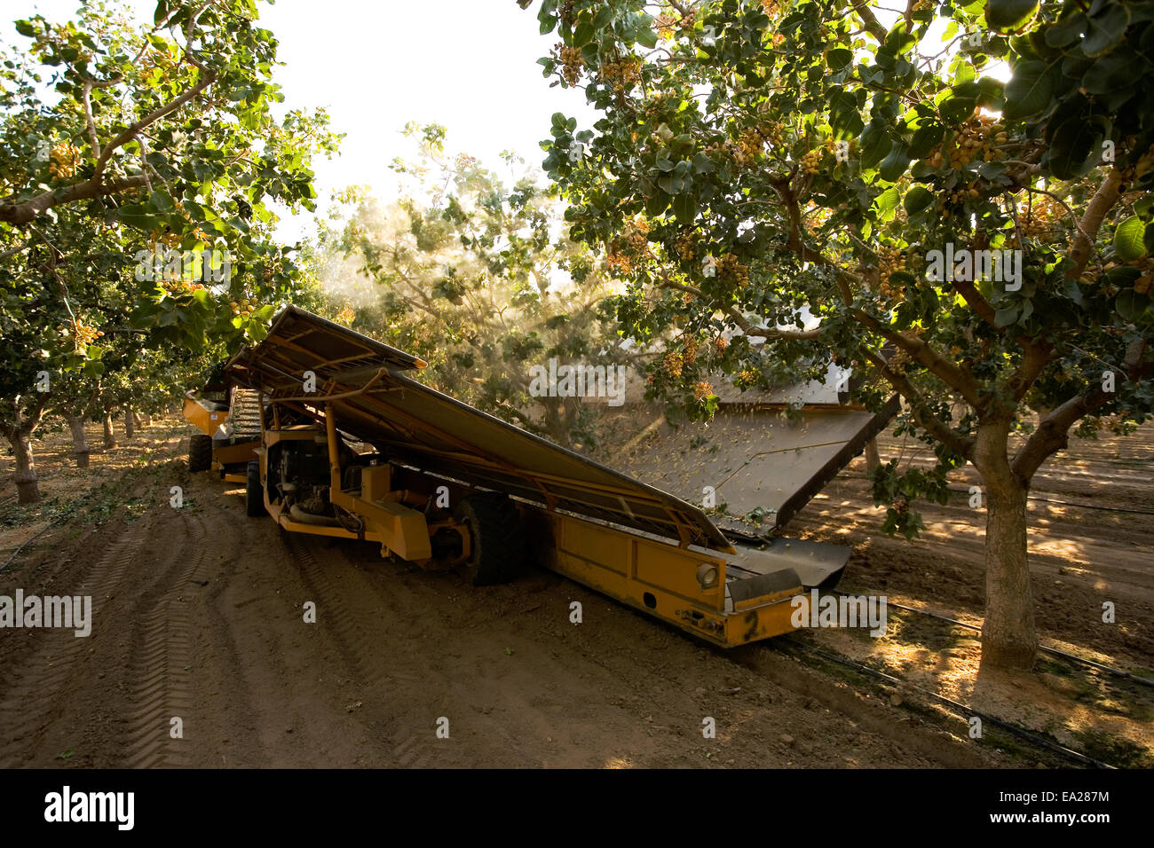 Tree shaker nuts hi-res stock photography and images - Alamy