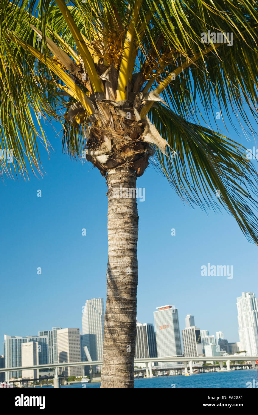 DOWNTOWN SKYLINE PALM TREE MIAMI FLORIDA USA Stock Photo - Alamy
