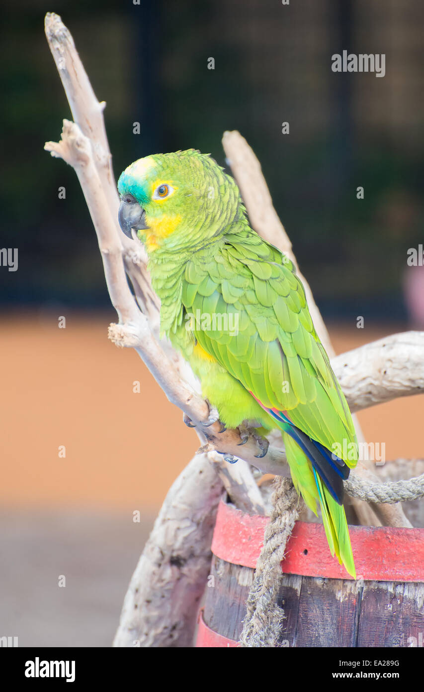 Parrot sitting on branch in national park Stock Photo - Alamy