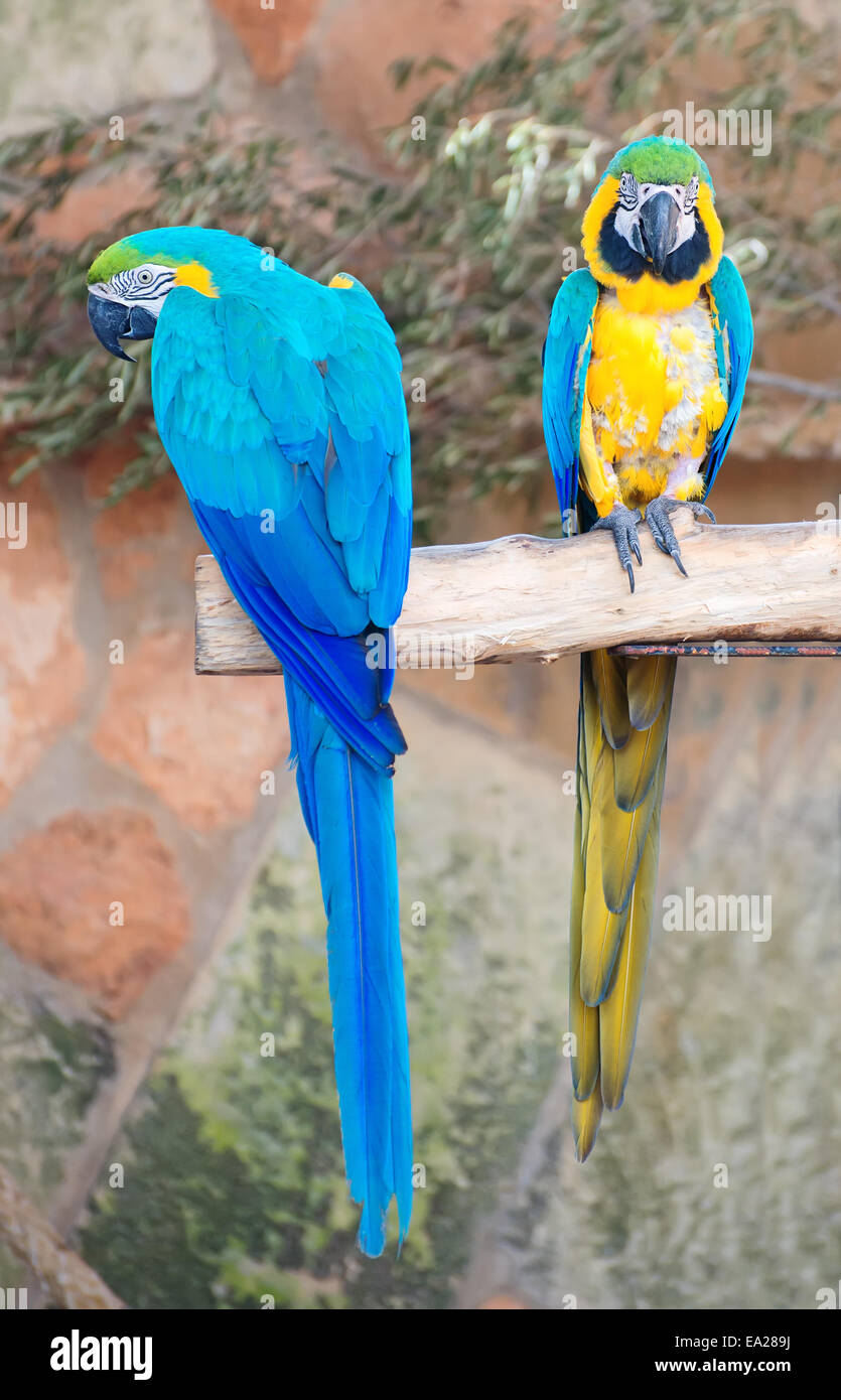 Two parrots sitting hi-res stock photography and images - Alamy