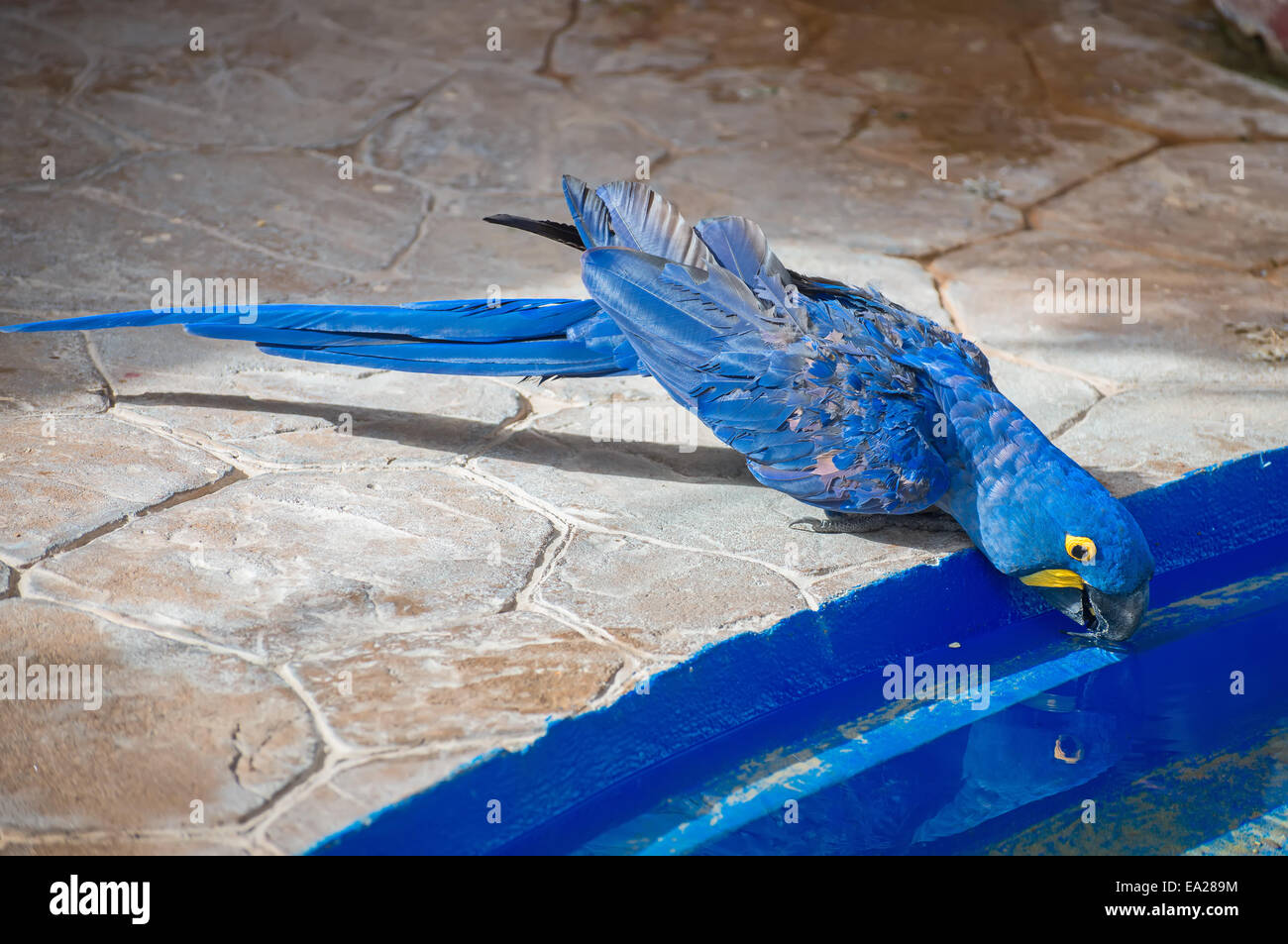 Parrot drinking water in national park Stock Photo - Alamy