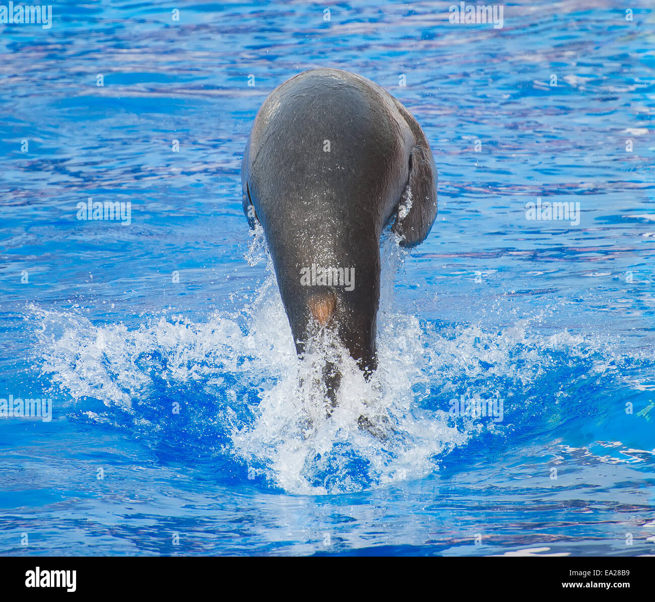 Seal jumping hi-res stock photography and images - Alamy