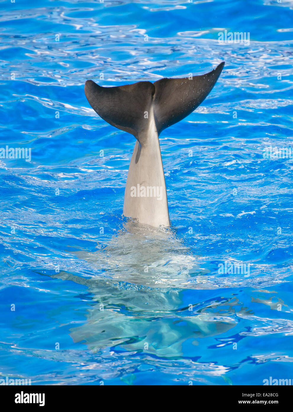 Dolphin tail hi-res stock photography and images - Alamy