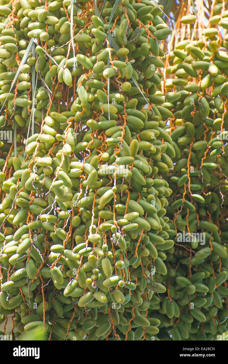 Close up date palm tree dates hi-res stock photography and images - Alamy