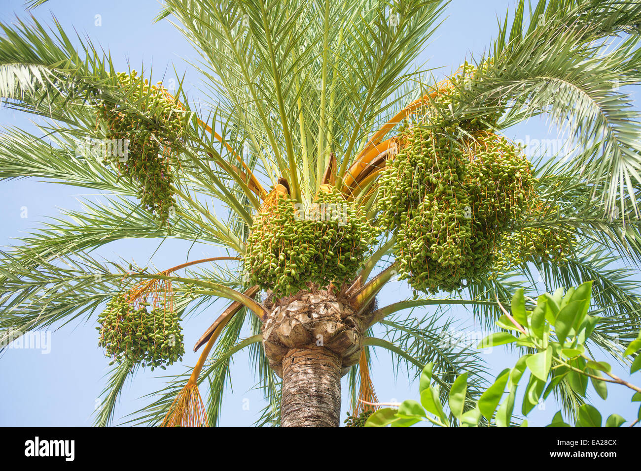 Date Palm Tree Branches High Resolution Stock Photography and Images ...