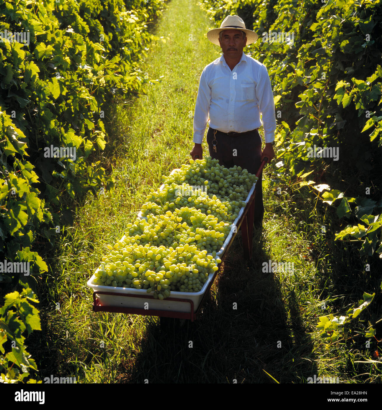 Agriculture - Field worker with a cart of harvested Thompson Seedless ...